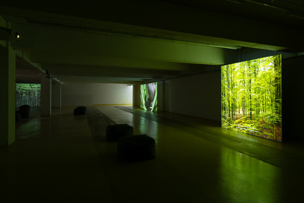 Zheng Bo | Beech, Pine, Fern, Acacia - Kiang Malingue