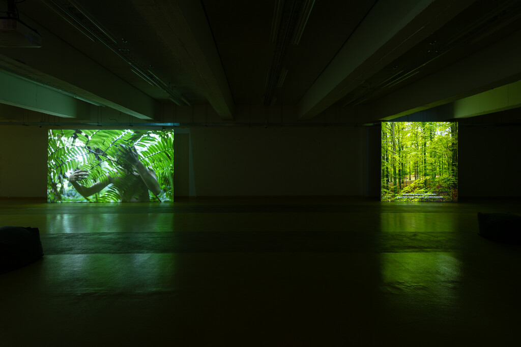 Zheng Bo | Beech, Pine, Fern, Acacia - Kiang Malingue