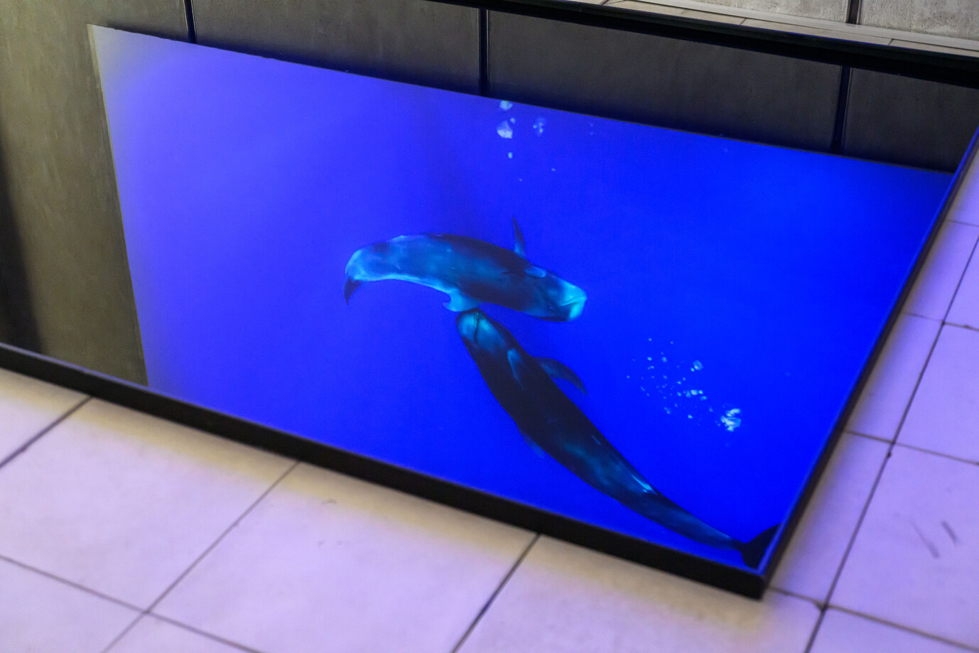 Dominique Knowles | The Solemn and Dignified - Kiang Malingue